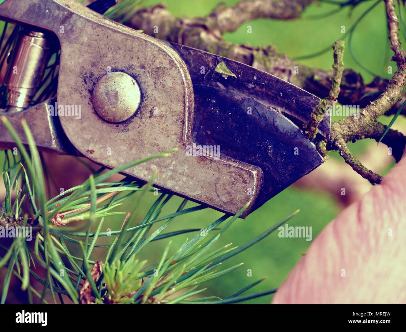 Artistic gardener hand trimming bonsai tree. Cleaning treetop from ...
