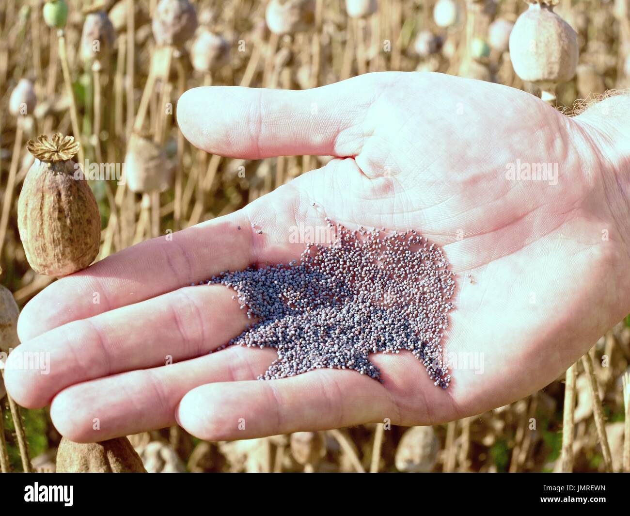 Man hand open poppy head in field. Check of poppy quality. Field with ...
