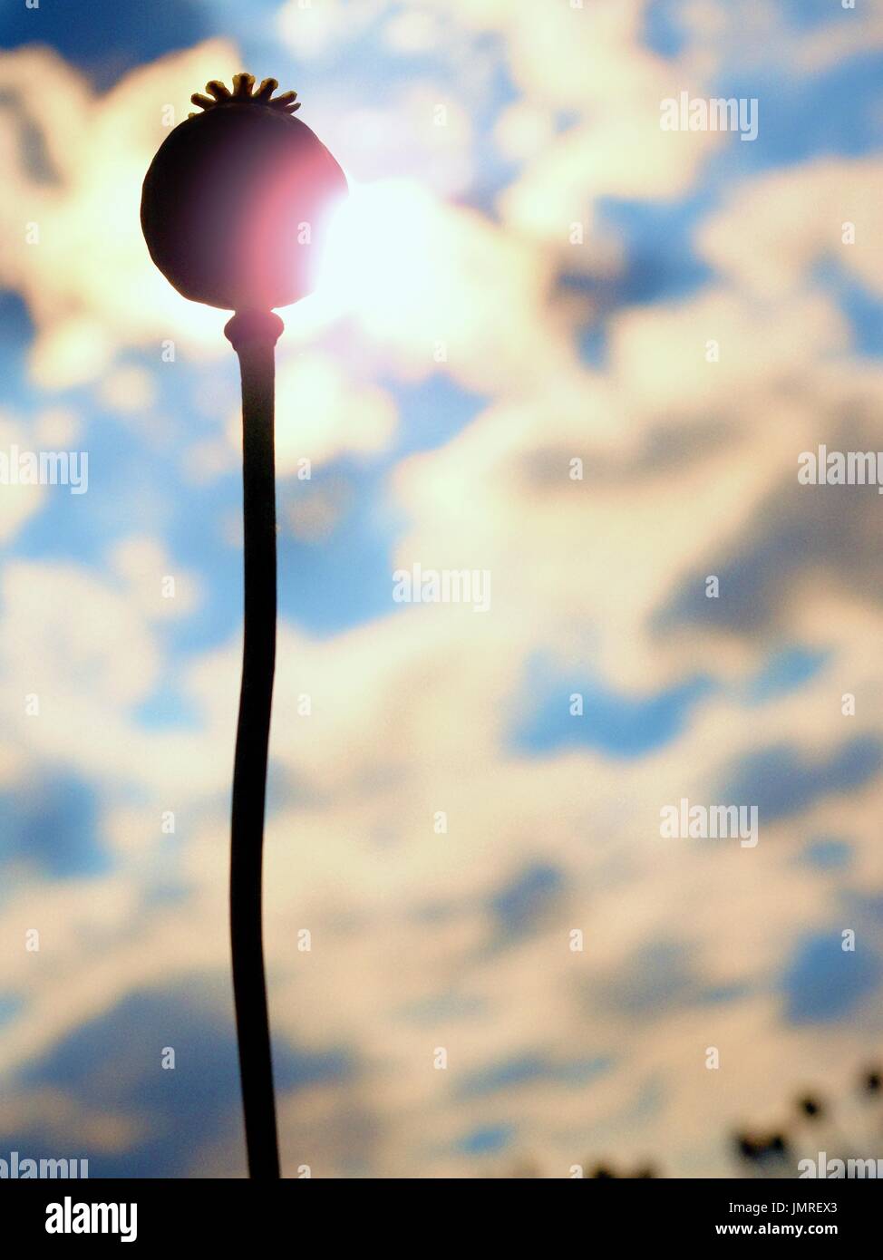 Bended stalk of poppy seed. Evening field of poppy heads waiting for ...