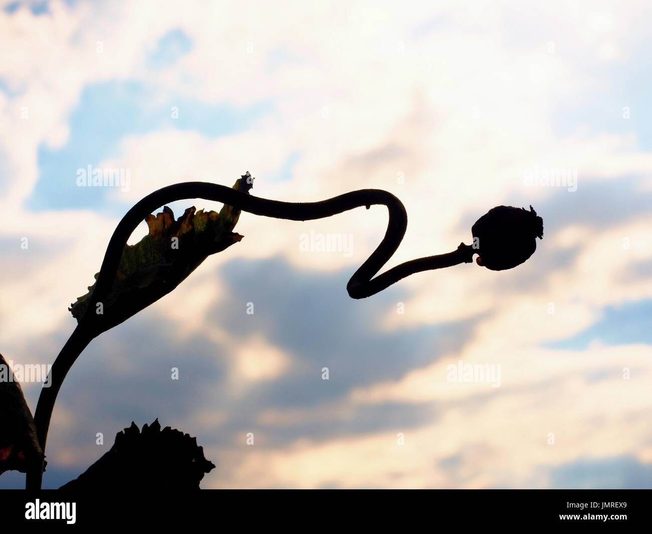 Long dry stalk of poppy seed. Evening field of poppy heads waiting for ...