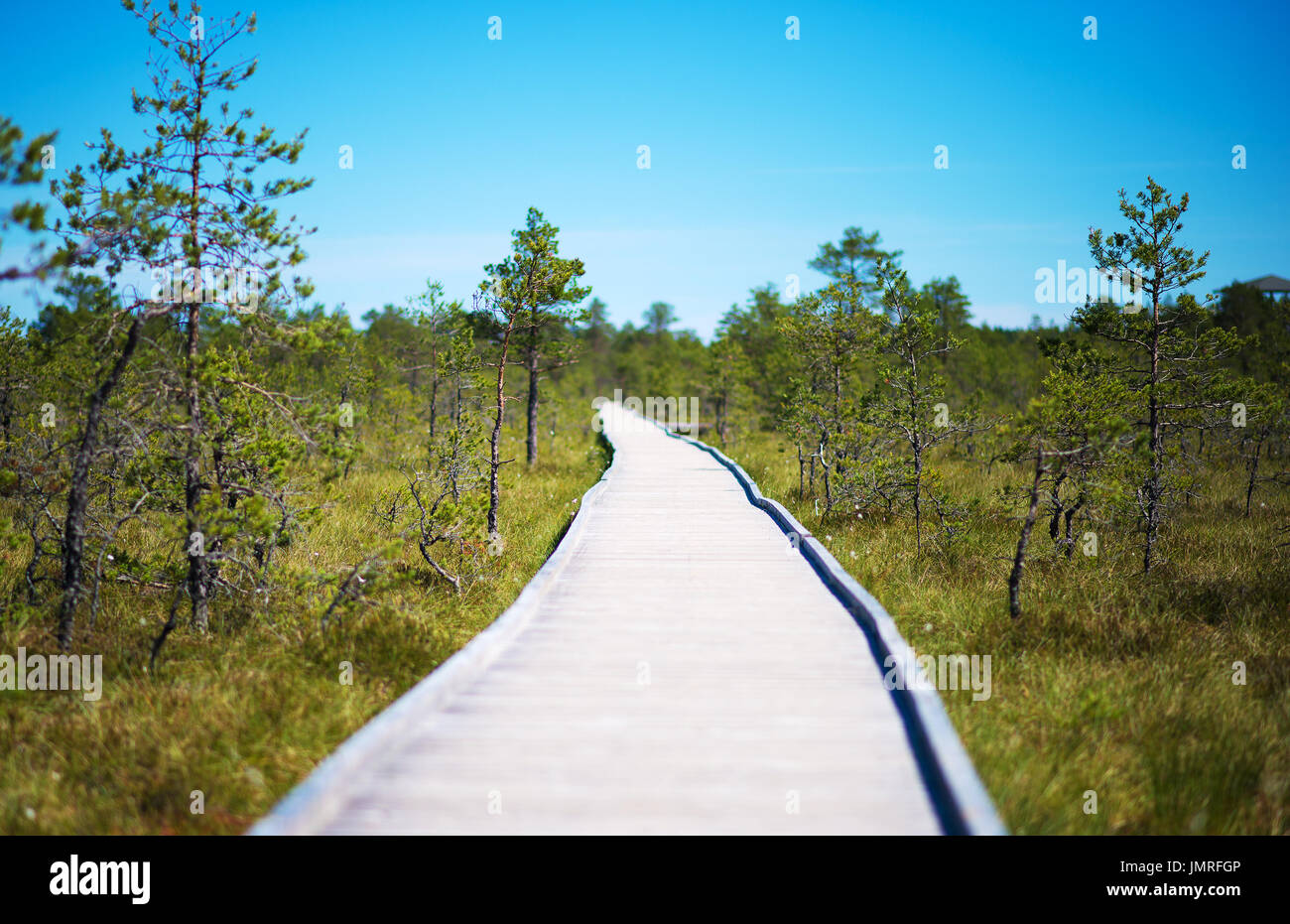 Wooden walkway on the swamp. Viru Raba, Lahemaa park, Estonia Stock ...