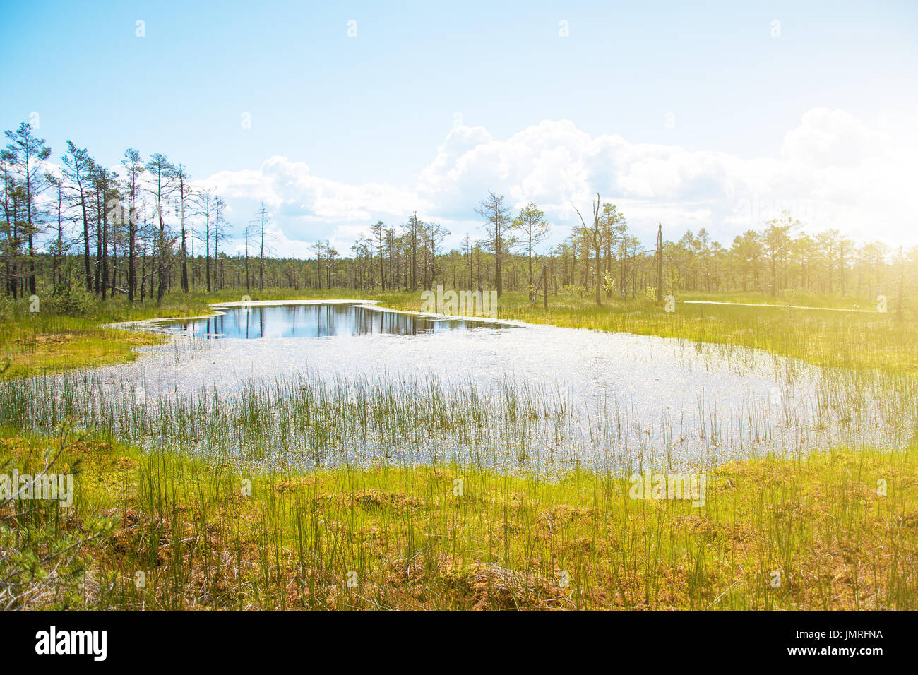 Viru bog viru raba peat swamp hi-res stock photography and images - Alamy