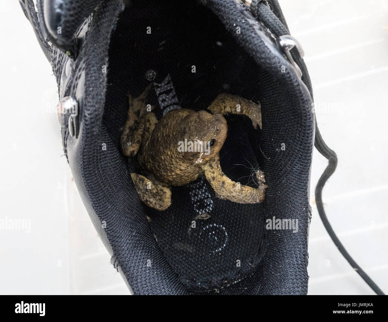Frog In Shoe High Resolution Stock Photography and Images - Alamy