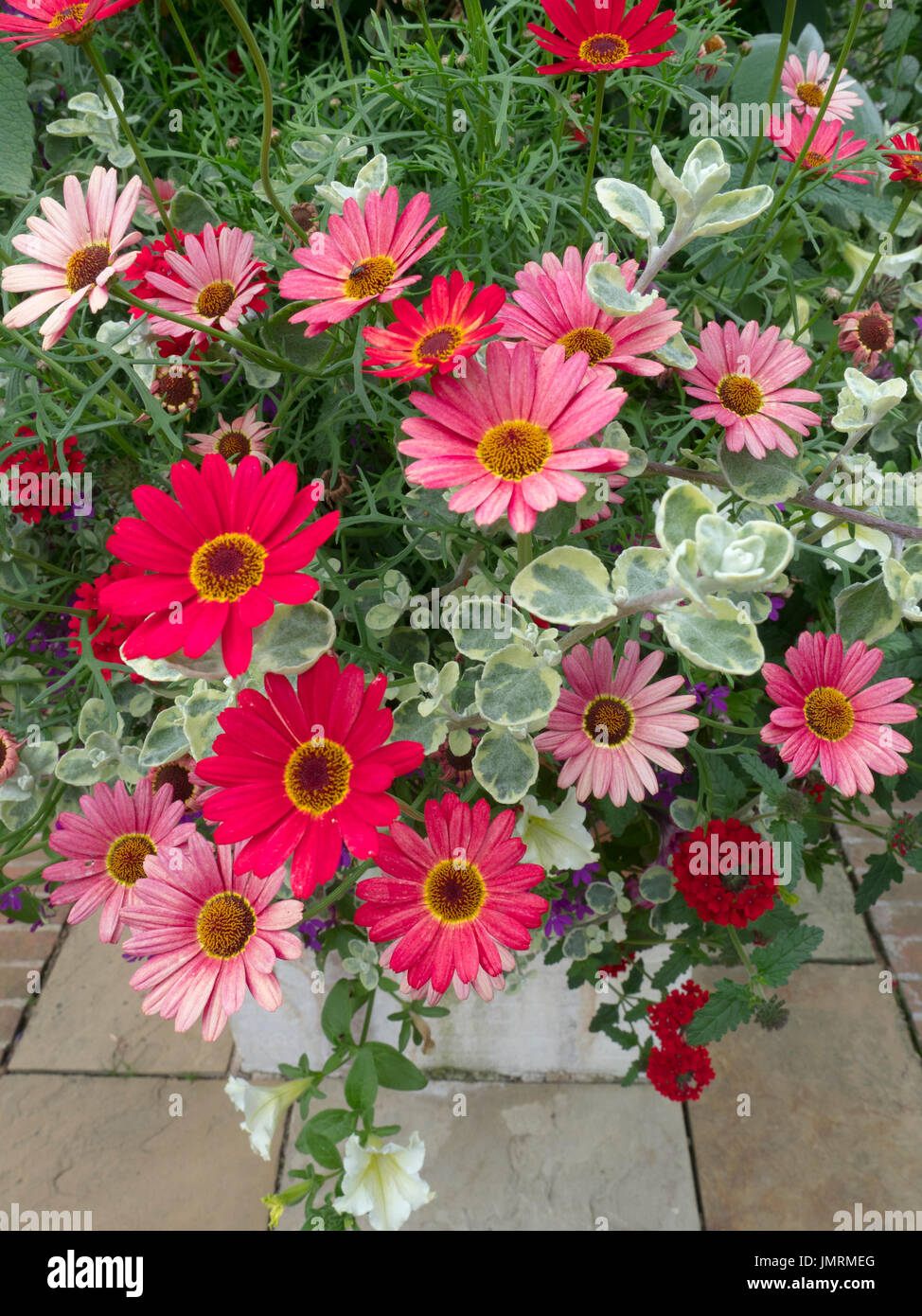 Argyranthemum hi-res stock photography and images - Alamy