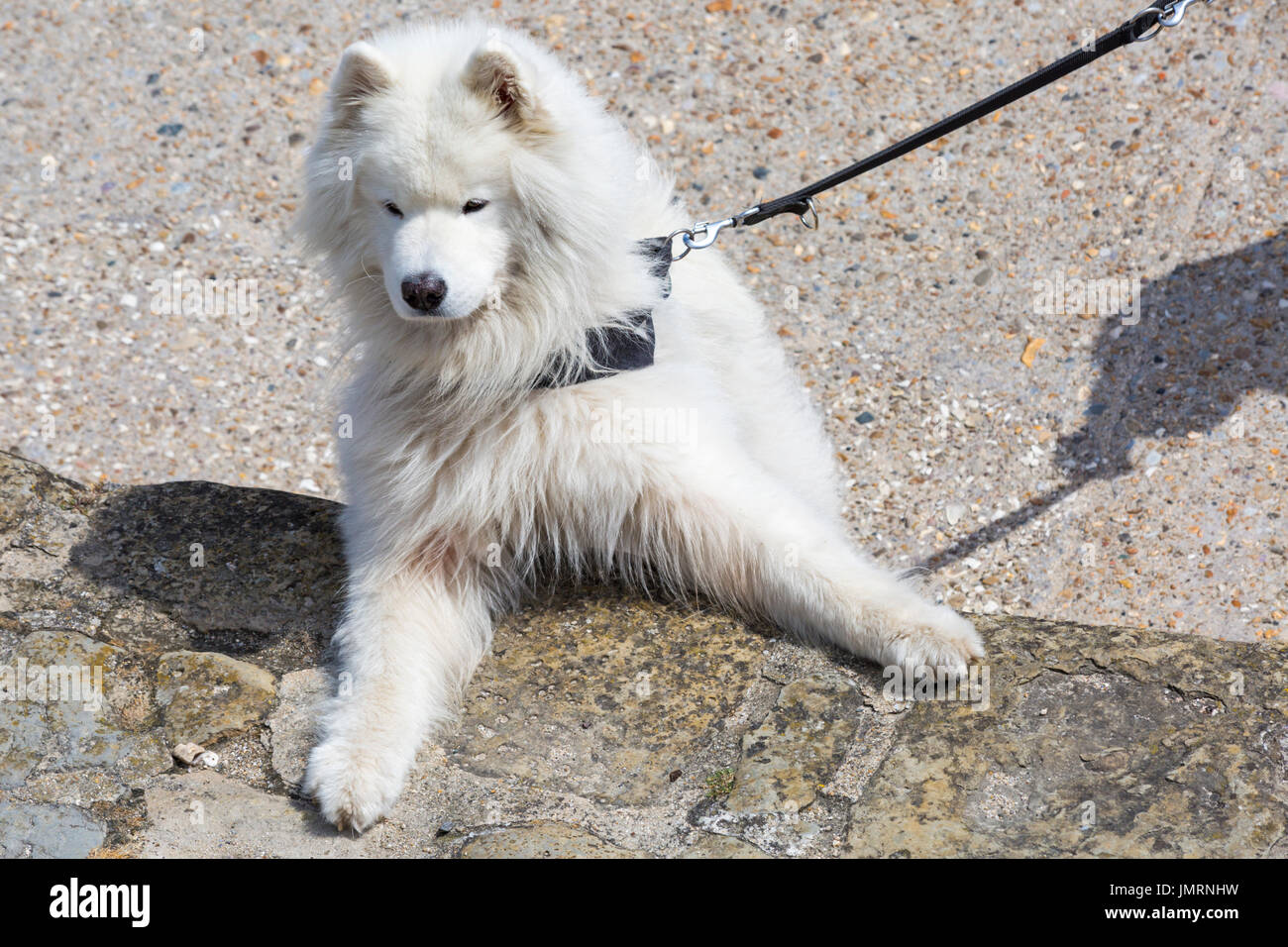 Samoyed dog with from legs on harbour wall at Lyme Regis, Dorset in ...