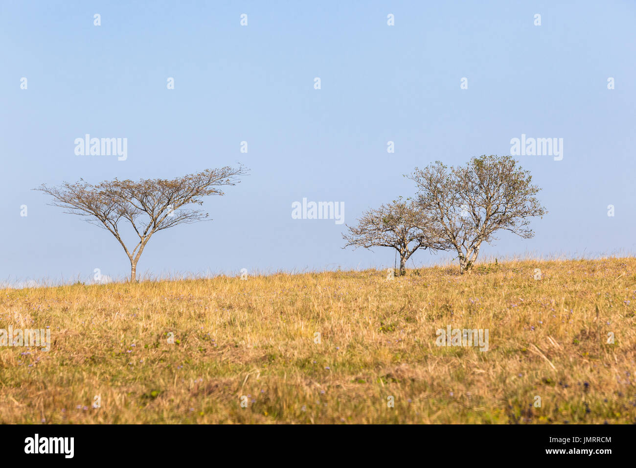 Nature reserve trees grass plateau hilltop horizon landscape against ...