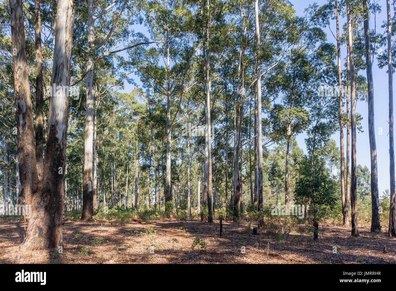 Forest inside tall high gum trees nature reserve landscape in ...
