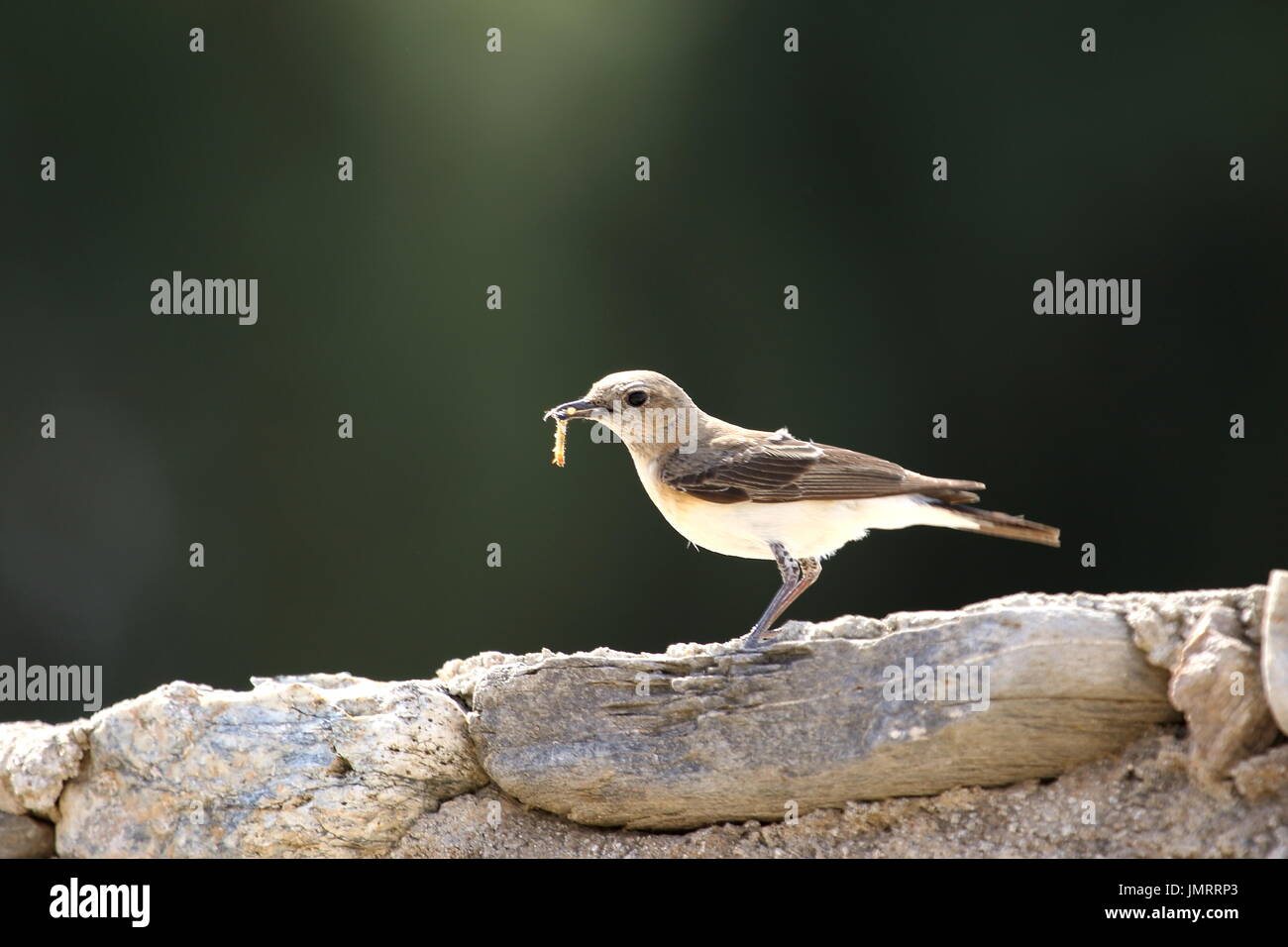 Baby wheatear hi-res stock photography and images - Alamy