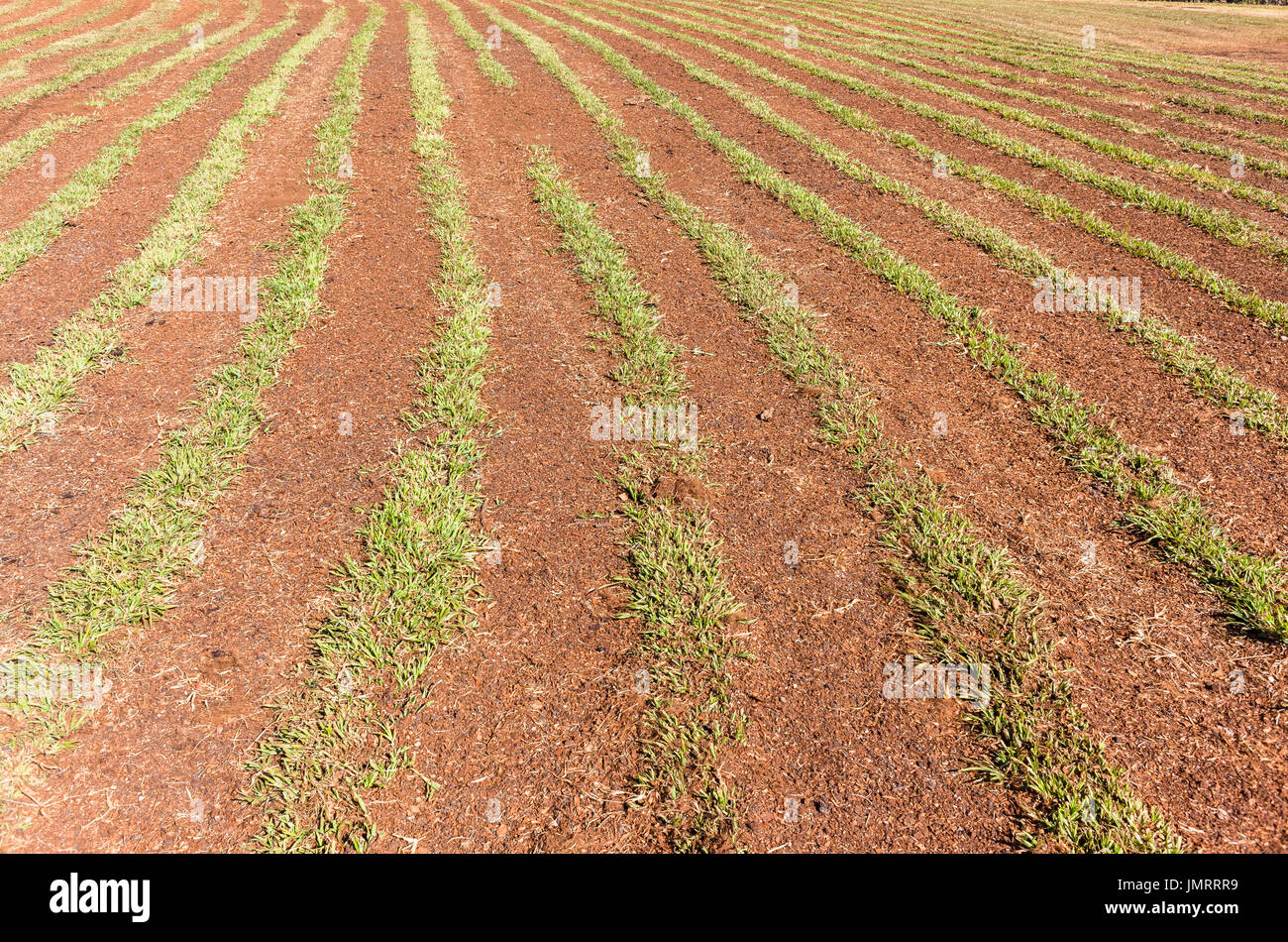 Grass turf growing in rows of earth soil on open field countryside ...