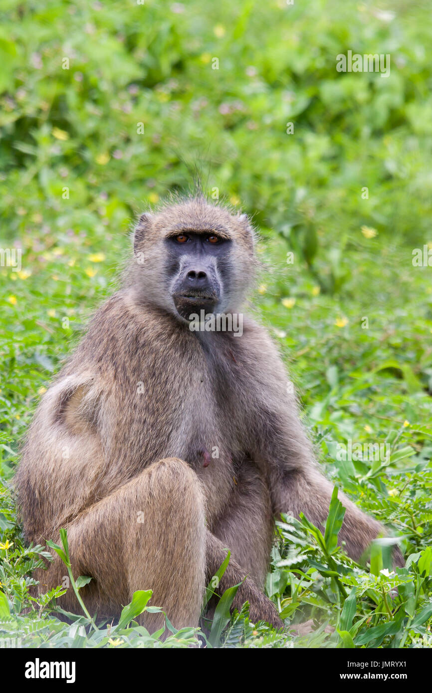 Pavian hi-res stock photography and images - Alamy