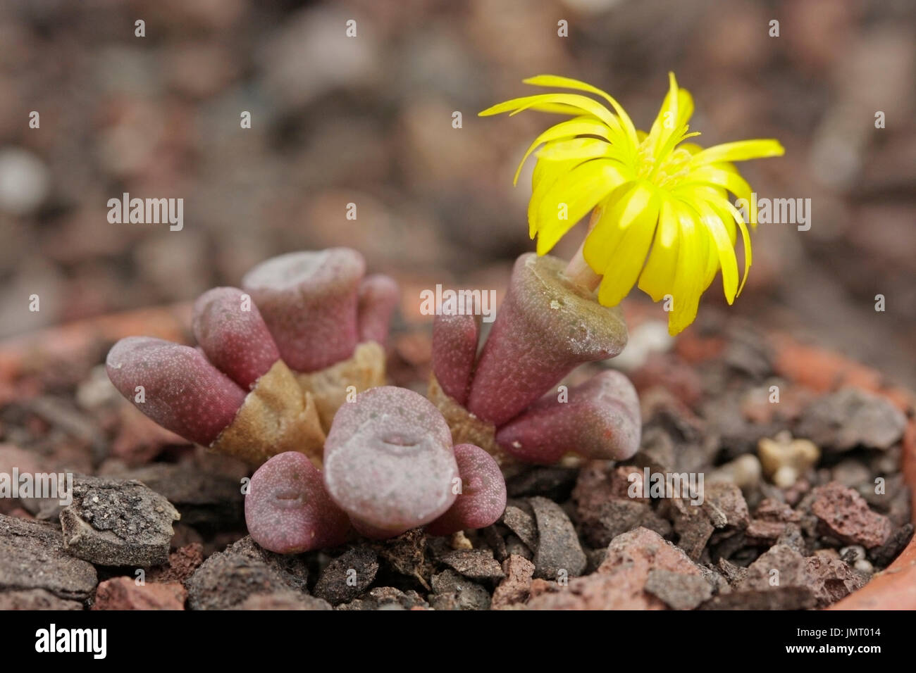 Conophytum auriflorum hi-res stock photography and images - Alamy