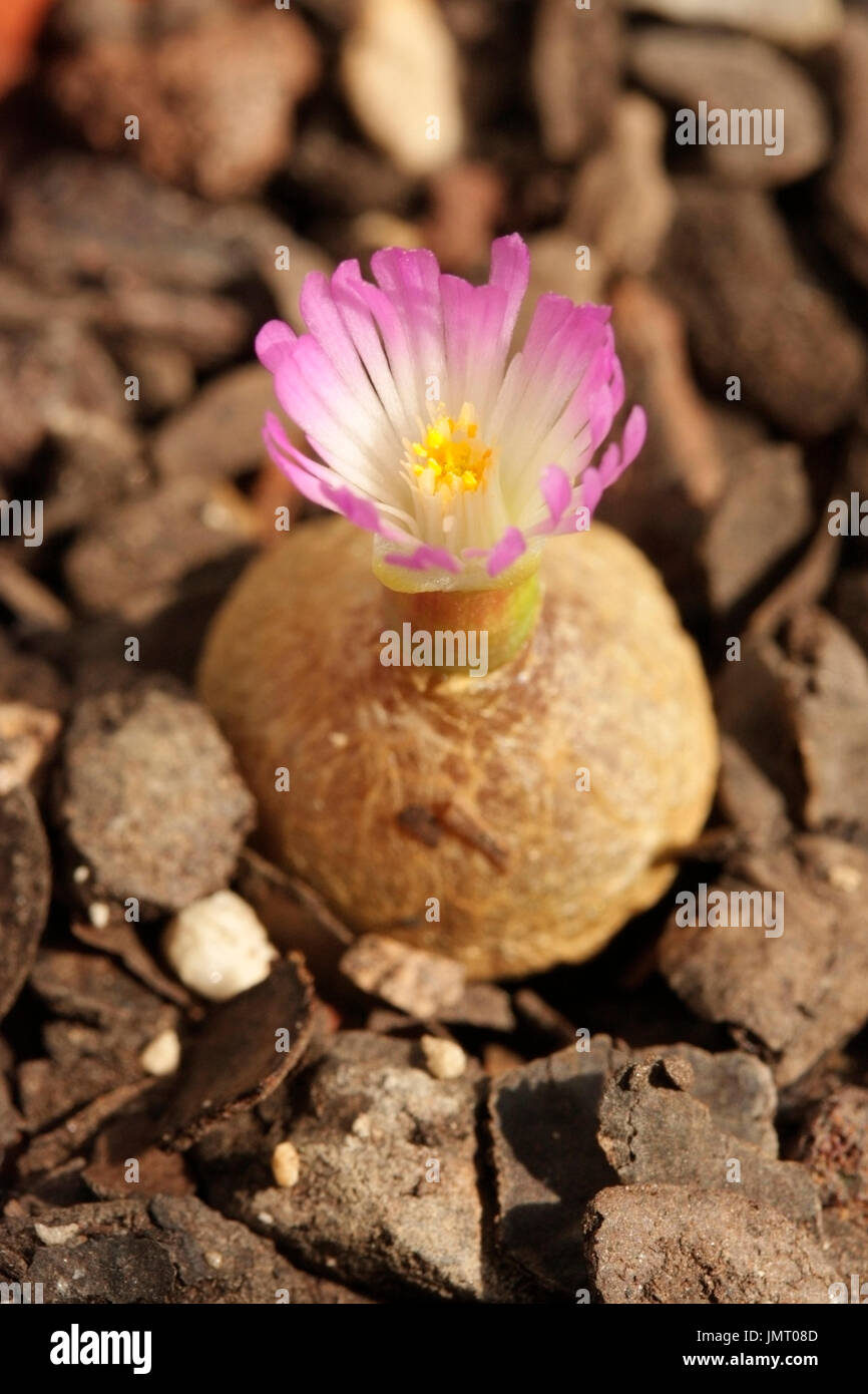 Conophytum South Africa High Resolution Stock Photography and Images ...