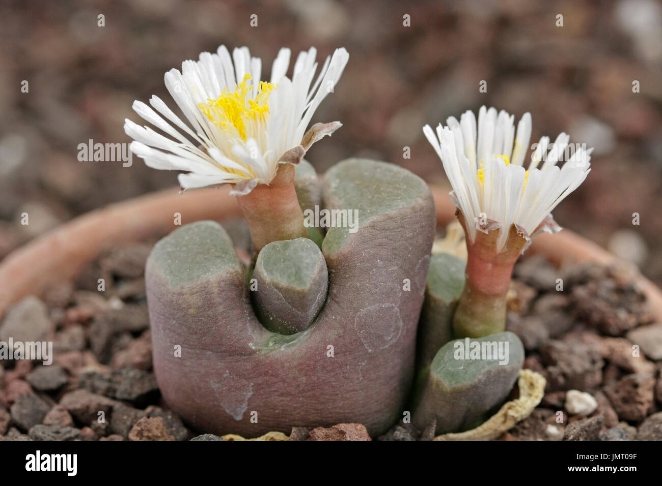 Conophytum South Africa High Resolution Stock Photography and Images ...