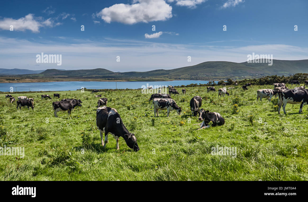 Grazing irish cows hi-res stock photography and images - Alamy