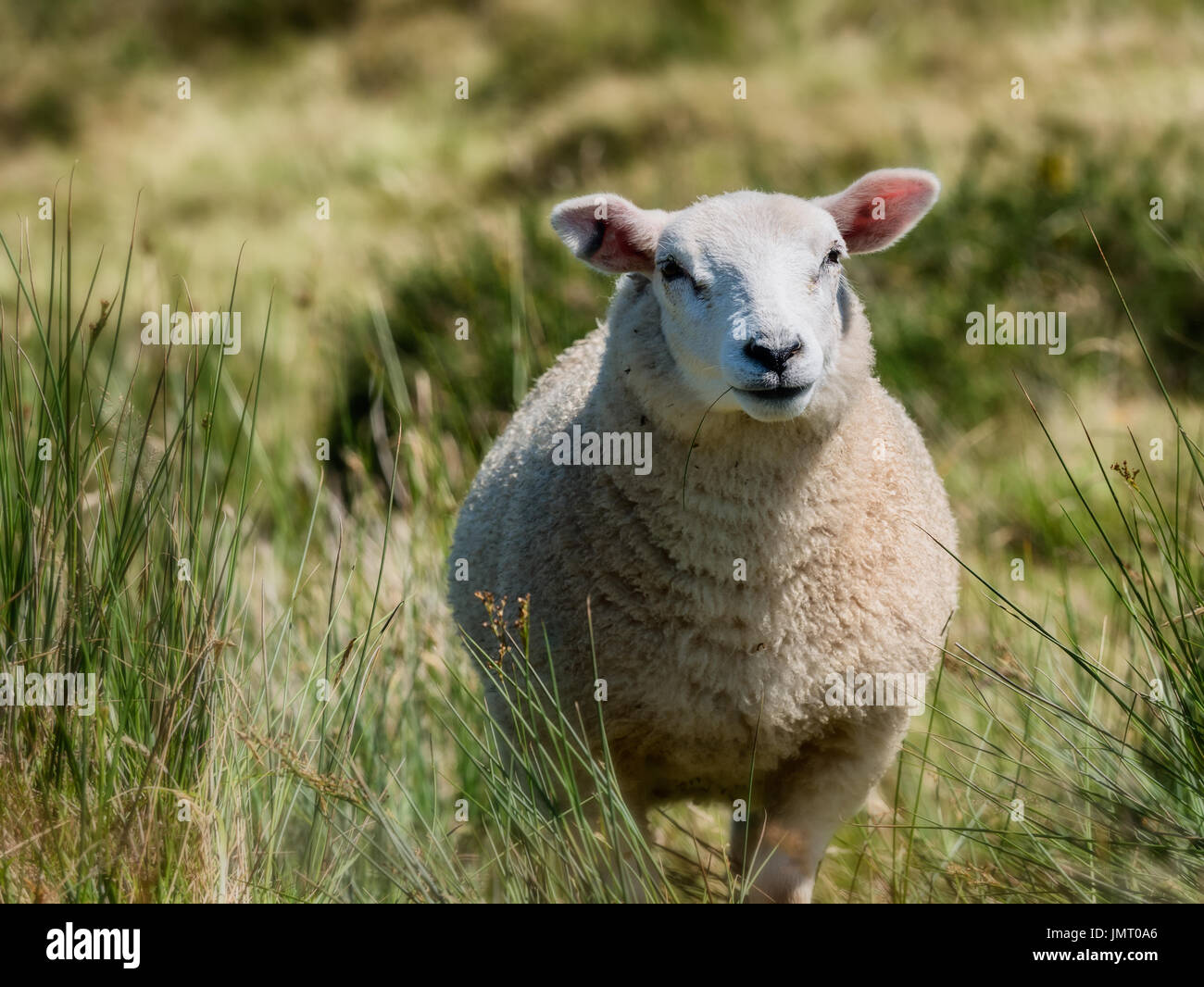Lovely irish scenery hi-res stock photography and images - Alamy