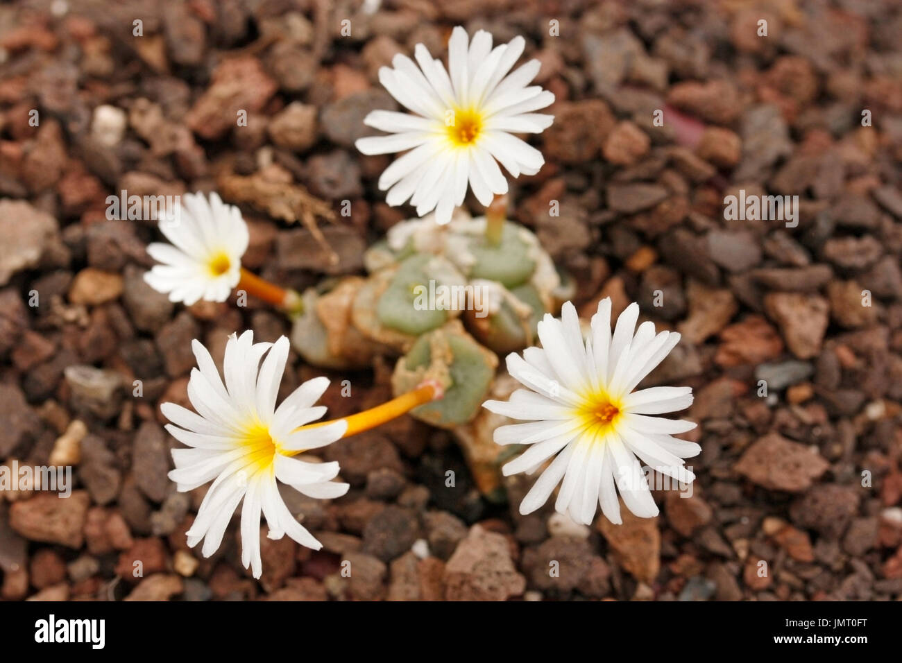 Conophytum cubicum hi-res stock photography and images - Alamy