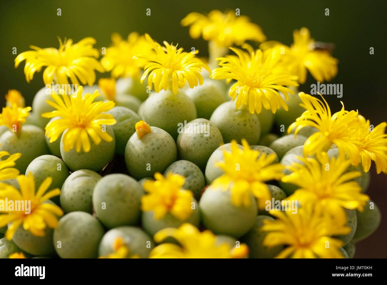 Conophytum south africa hi-res stock photography and images - Alamy