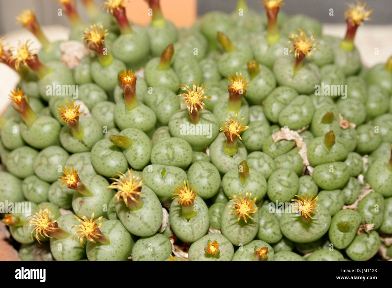 Conophytum south africa hi-res stock photography and images - Alamy