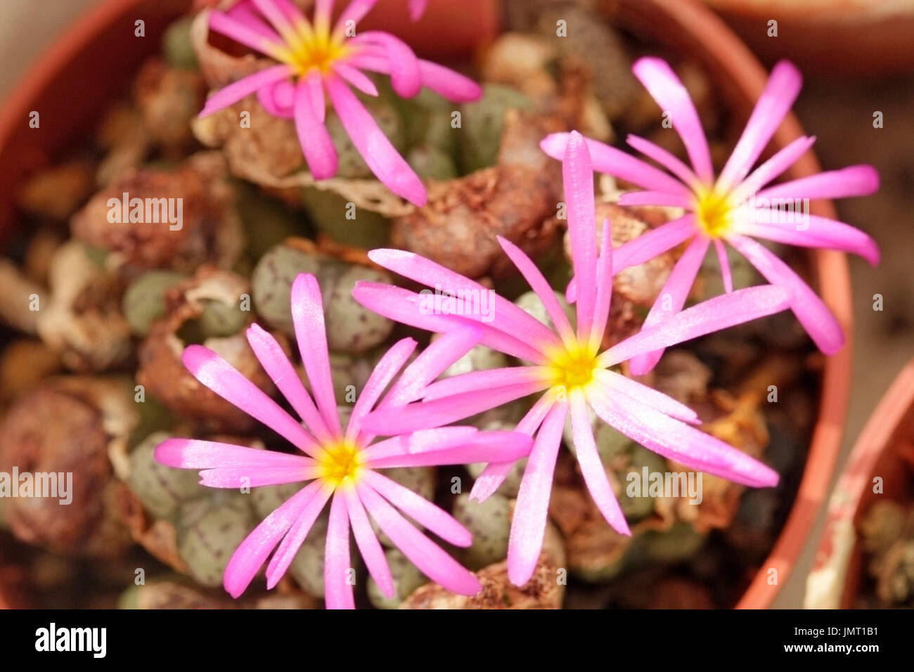 Conophytum luckhoffii hi-res stock photography and images - Alamy