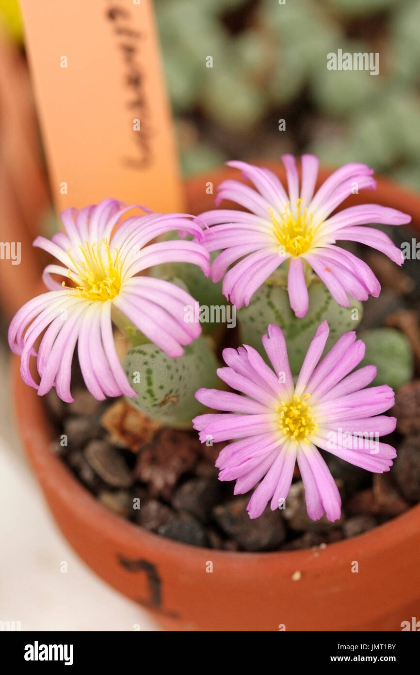Conophytum hi-res stock photography and images - Alamy