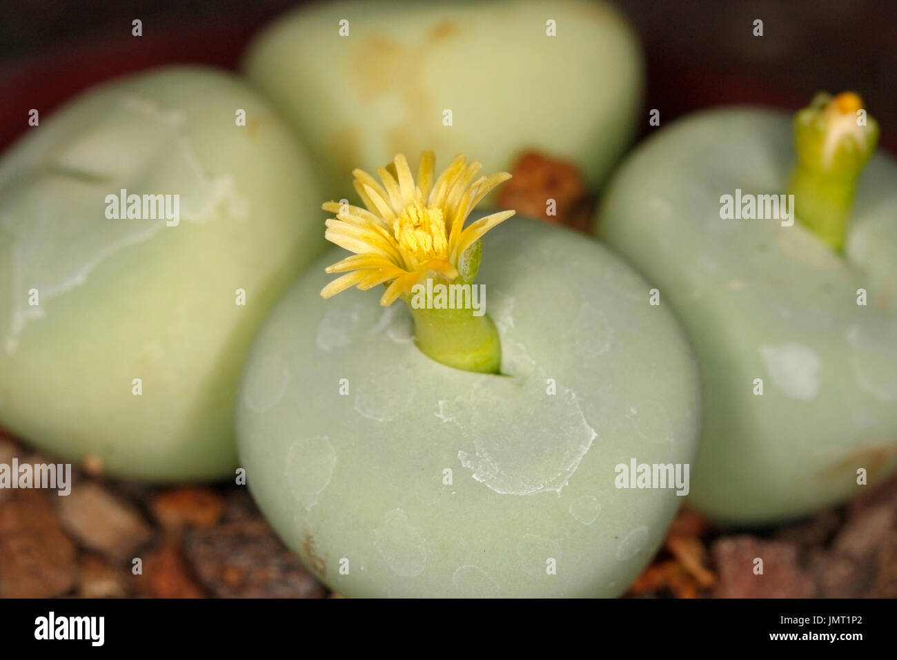 Conos hi-res stock photography and images - Alamy