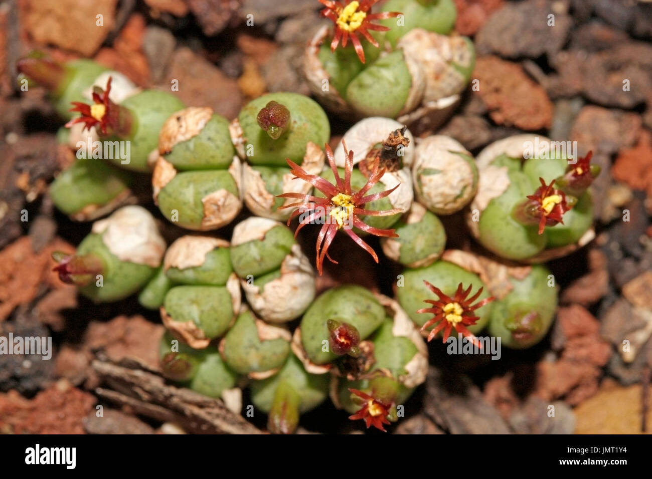 Conophytum south africa hi-res stock photography and images - Alamy