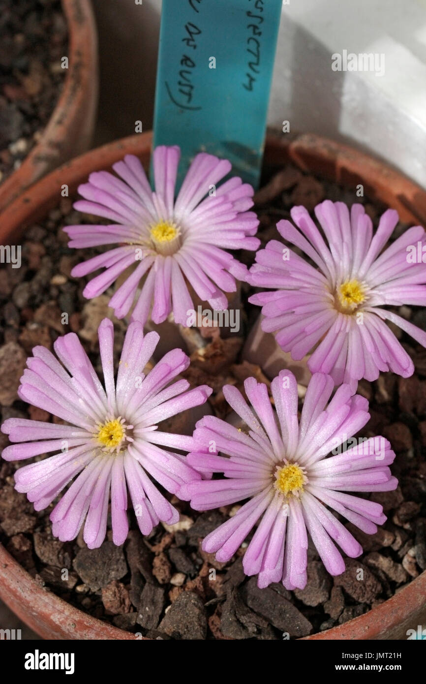 Conophytum praesectum hi-res stock photography and images - Alamy