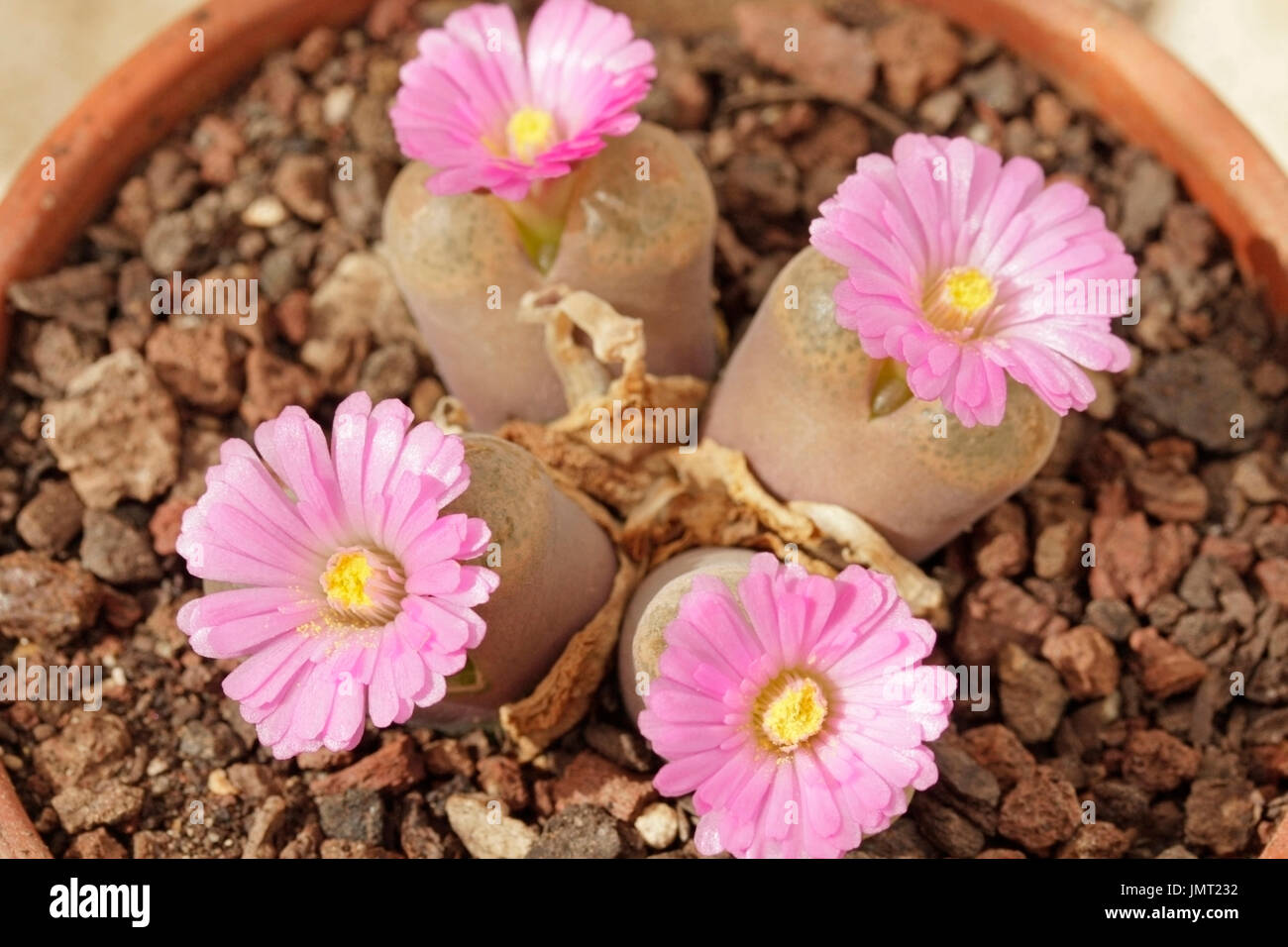 Conophytum praesectum hi-res stock photography and images - Alamy