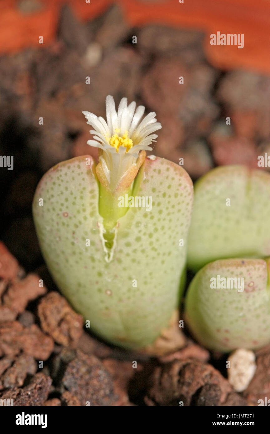 Conophytum South Africa High Resolution Stock Photography and Images ...