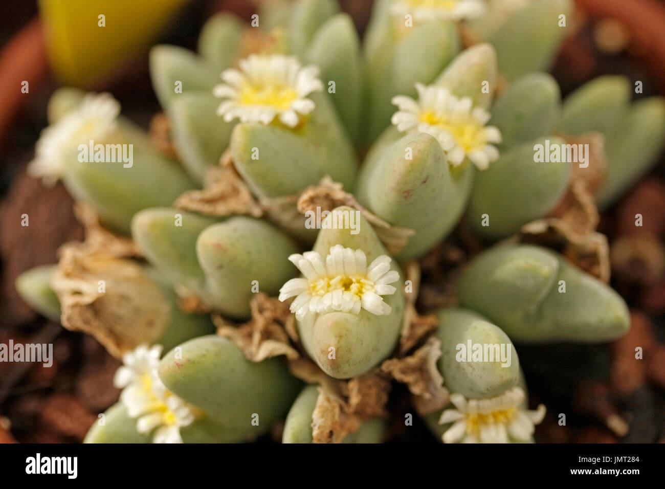 Conophytum South Africa High Resolution Stock Photography and Images ...