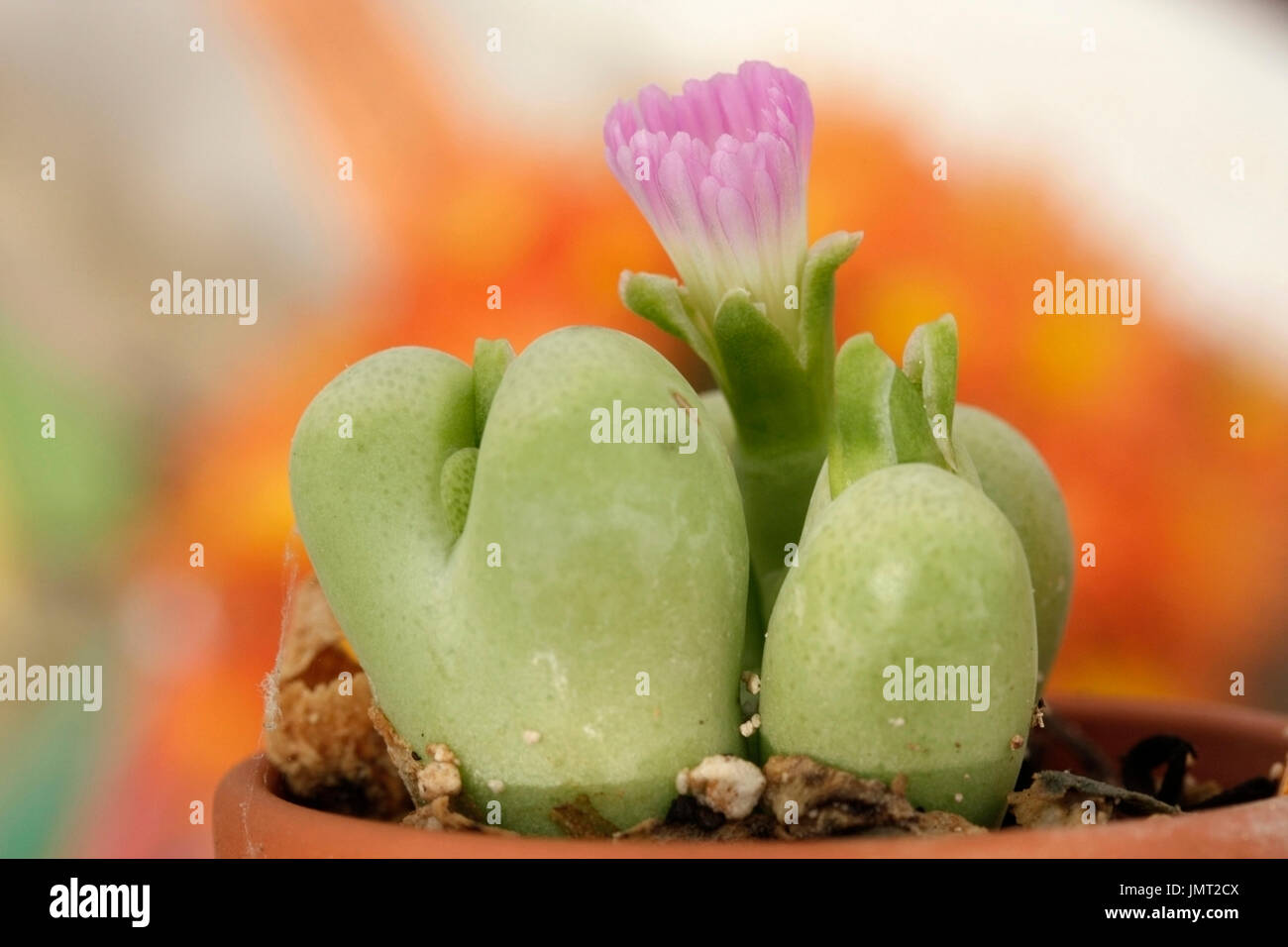Stoneplant hi-res stock photography and images - Alamy