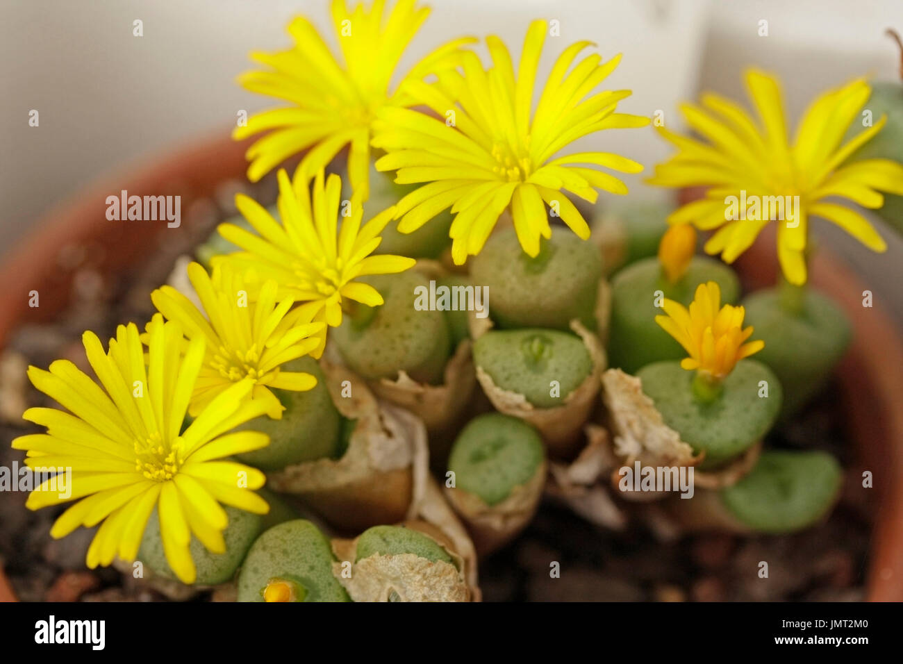 Conophytum south africa hi-res stock photography and images - Alamy