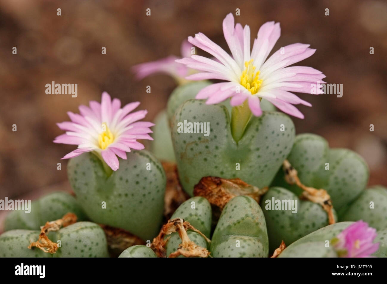 Conophytum violaciflorum hi-res stock photography and images - Alamy