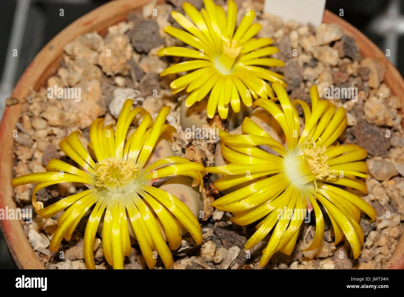Houseplant lithops hi-res stock photography and images - Alamy