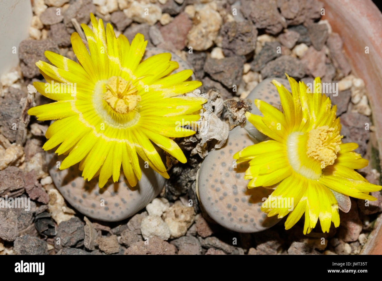 Stoneplant hi-res stock photography and images - Alamy