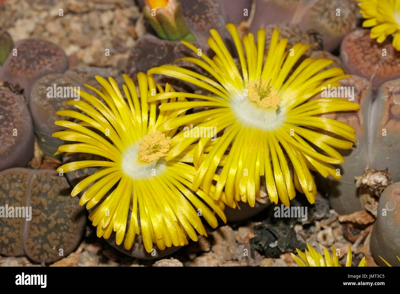 Lithops desert hi-res stock photography and images - Alamy