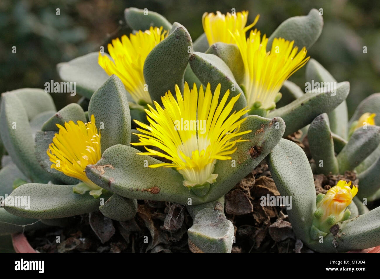 Houseplant collection hi-res stock photography and images - Alamy