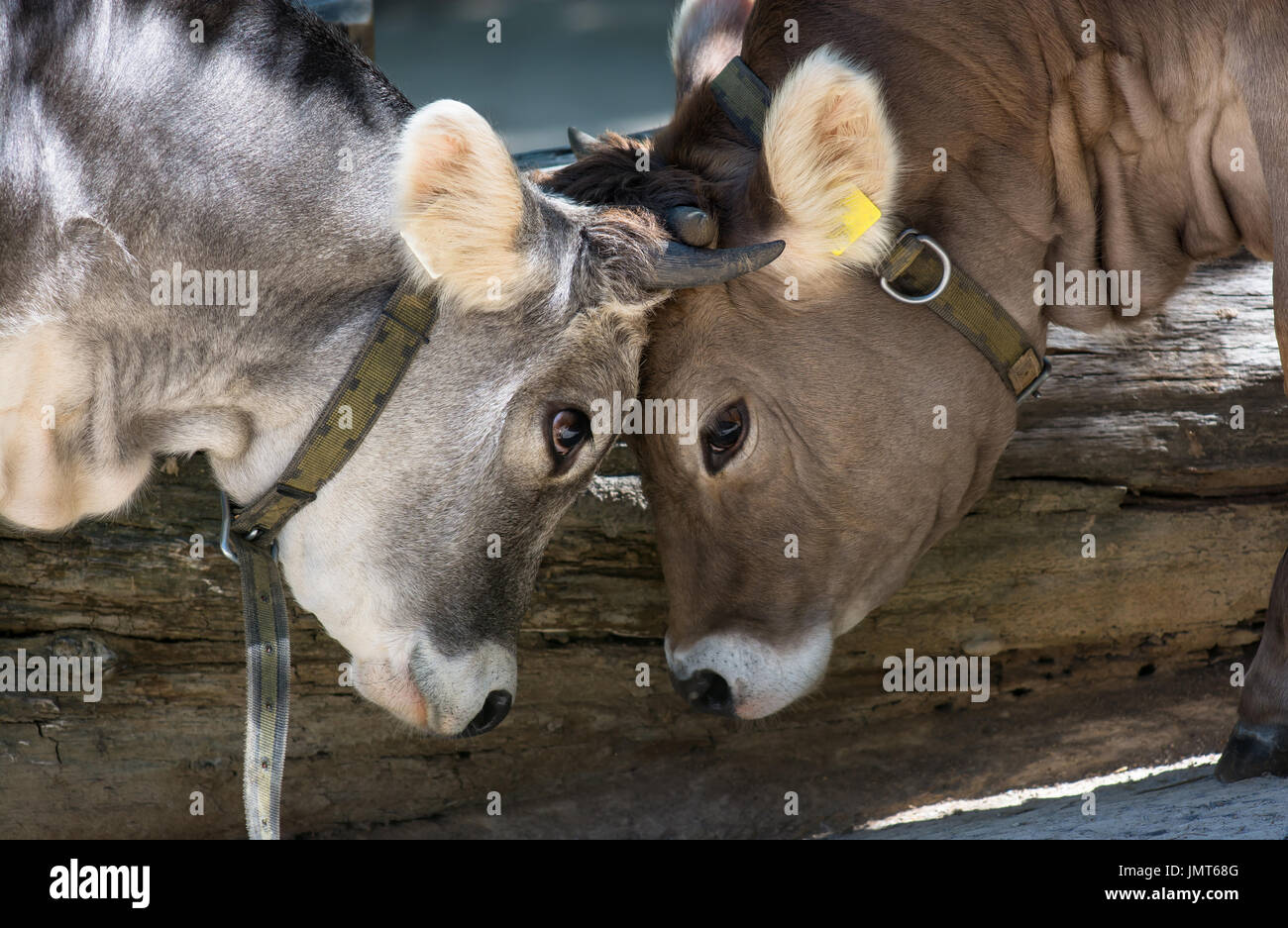 Bullfight Training High Resolution Stock Photography and Images - Alamy