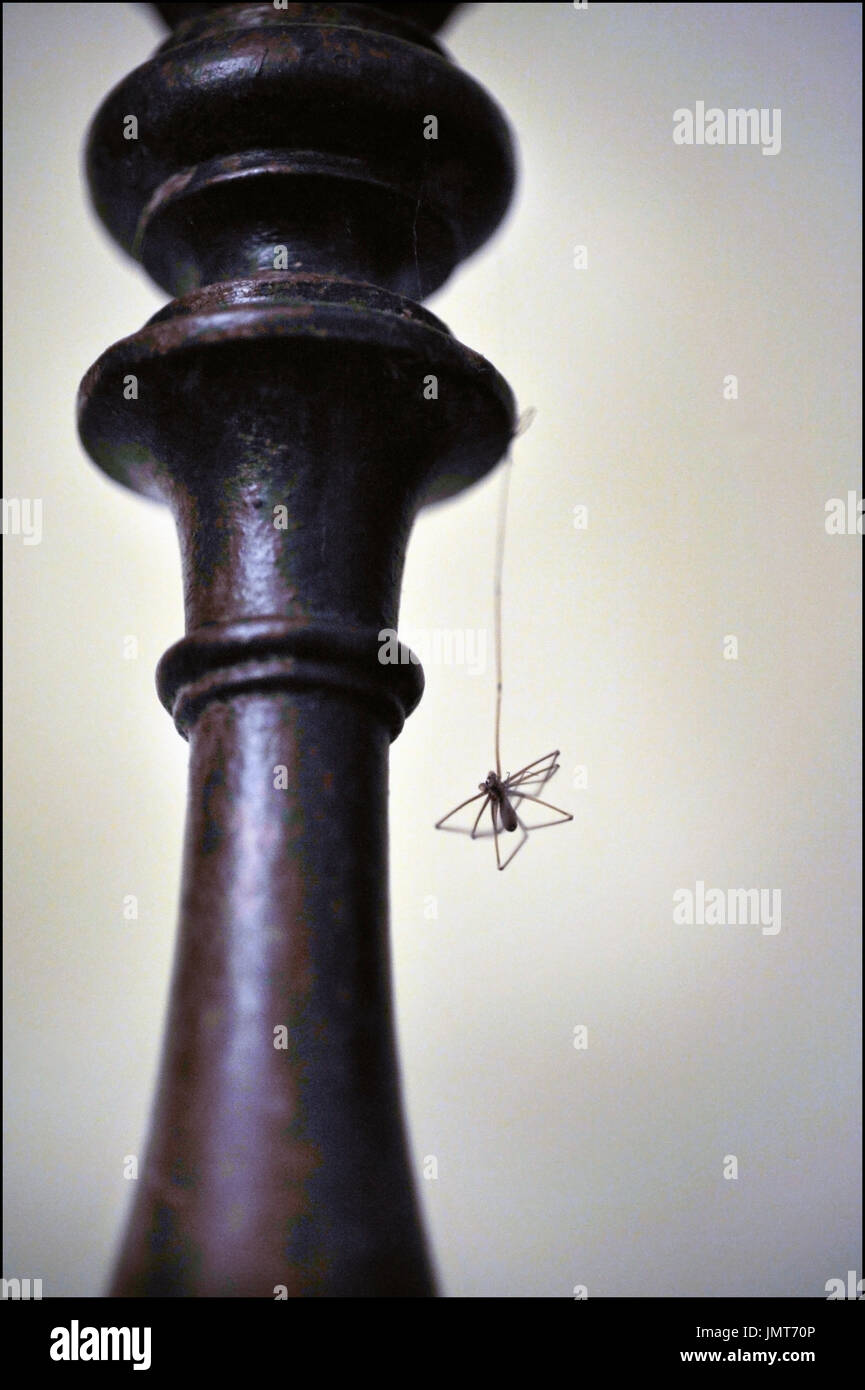 dead spider hanging on stair rail Stock Photo - Alamy