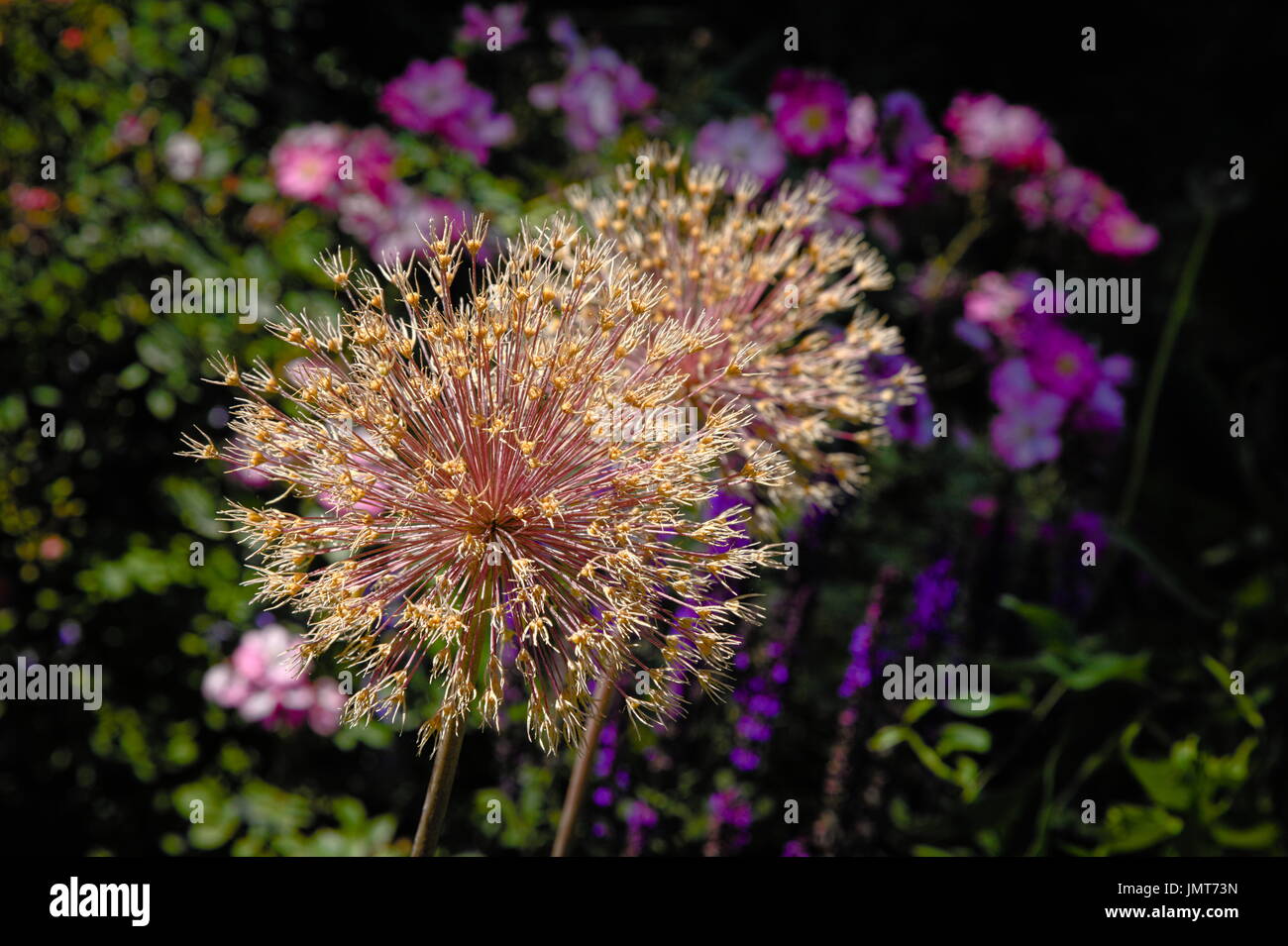 Alium Seed High Resolution Stock Photography and Images - Alamy