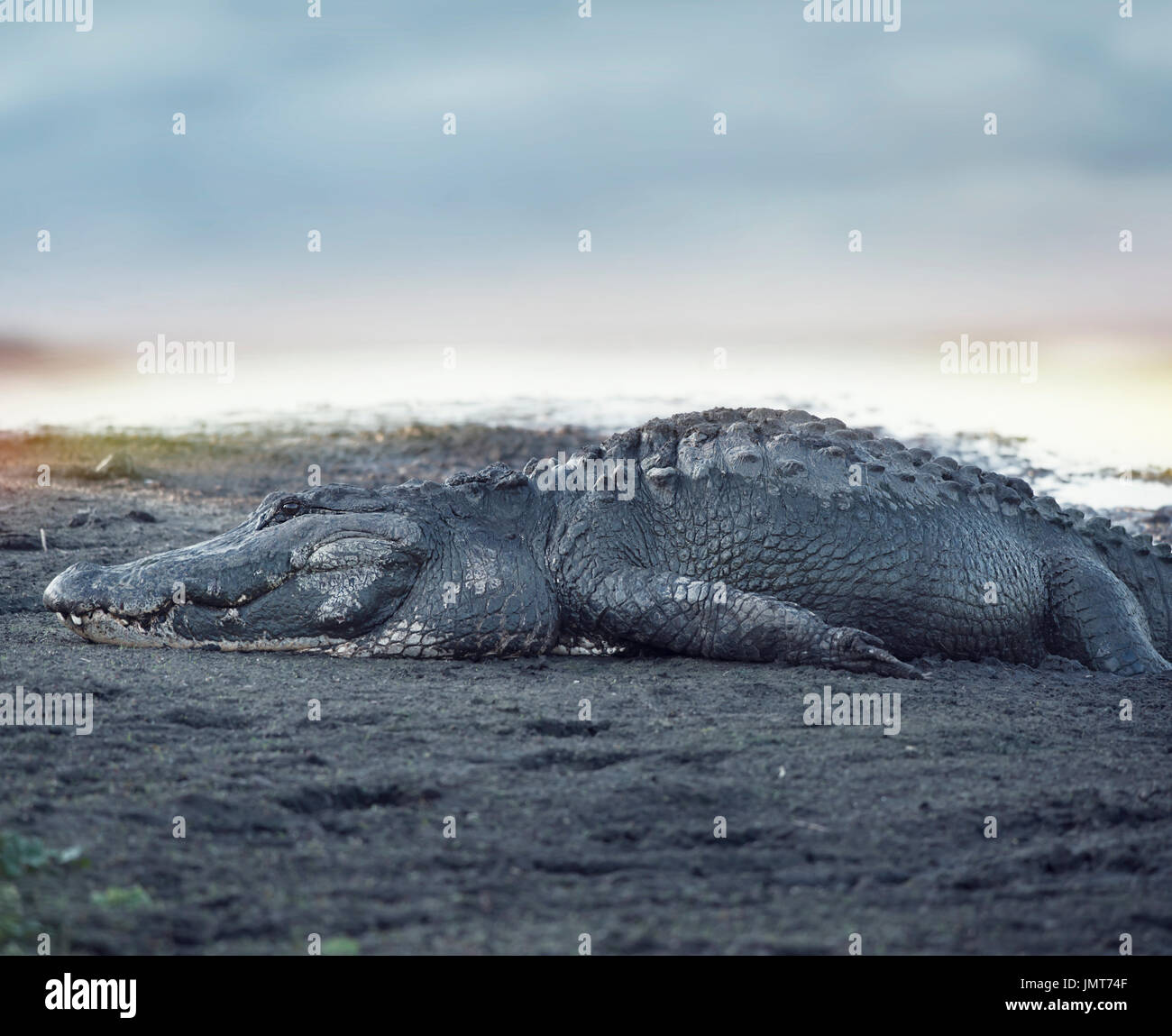 Alligator at sunset hi-res stock photography and images - Alamy