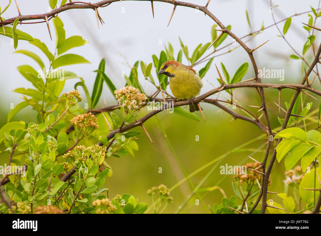 Plain backed sparrow hi-res stock photography and images - Alamy