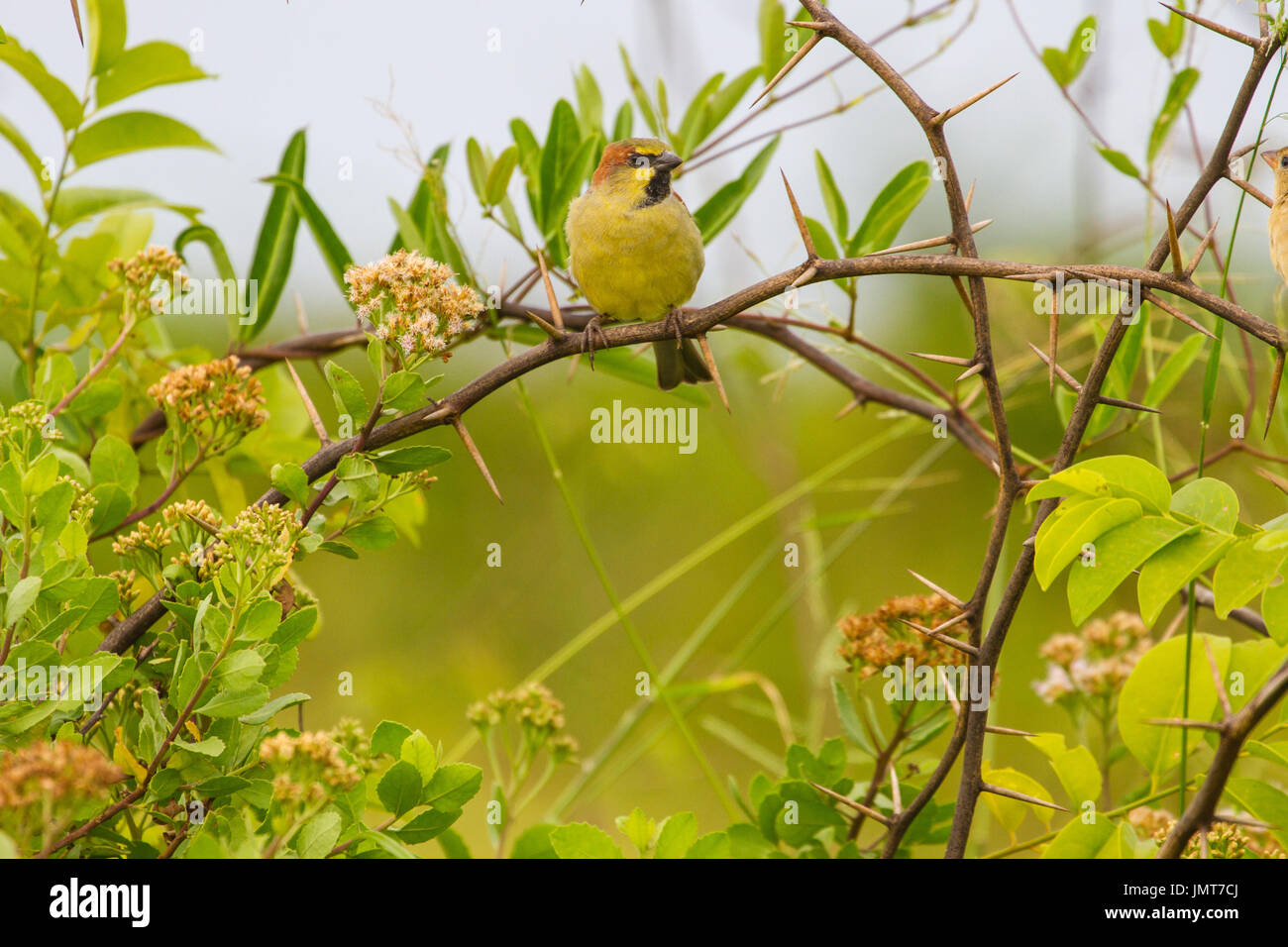 Plain backed sparrow hi-res stock photography and images - Alamy