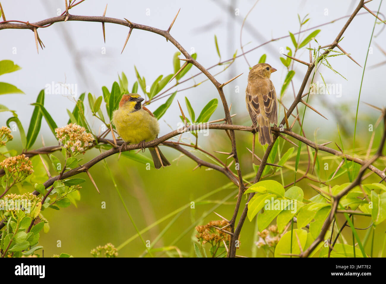 Plain backed sparrow hi-res stock photography and images - Alamy