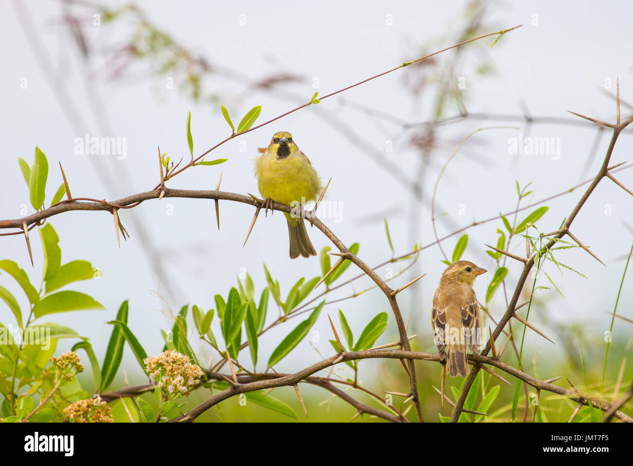 Plain backed Sparrow ( Passer flaveolous ) , standing on branch Stock ...