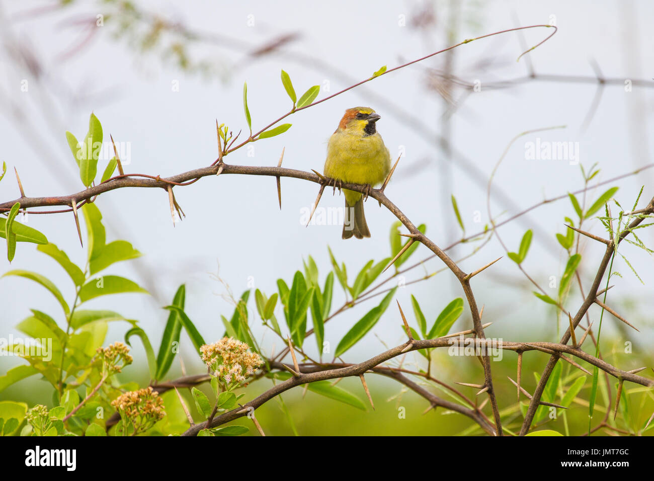 Plain backed Sparrow ( Passer flaveolous ) , standing on branch Stock ...