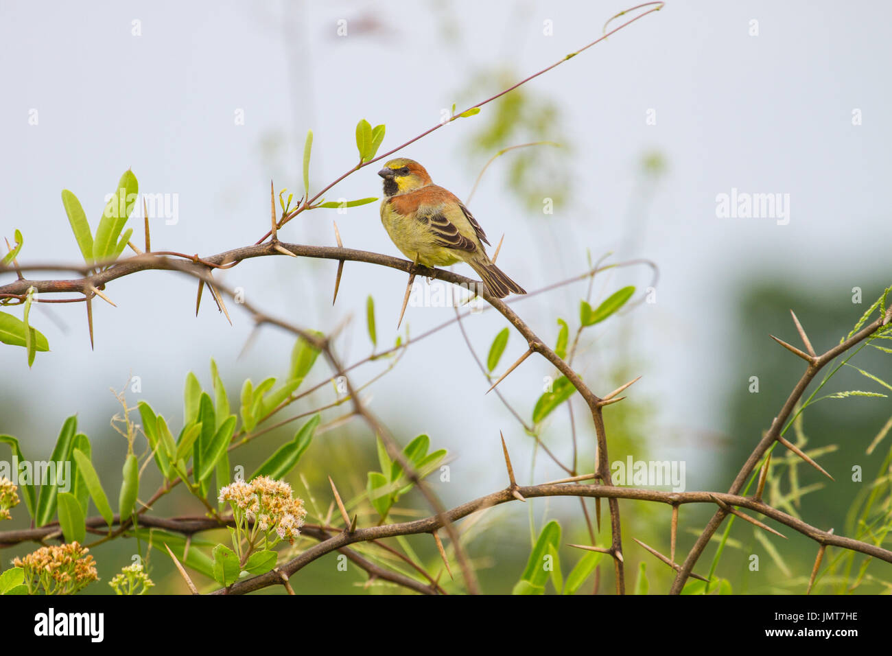 Plain backed sparrow hi-res stock photography and images - Alamy