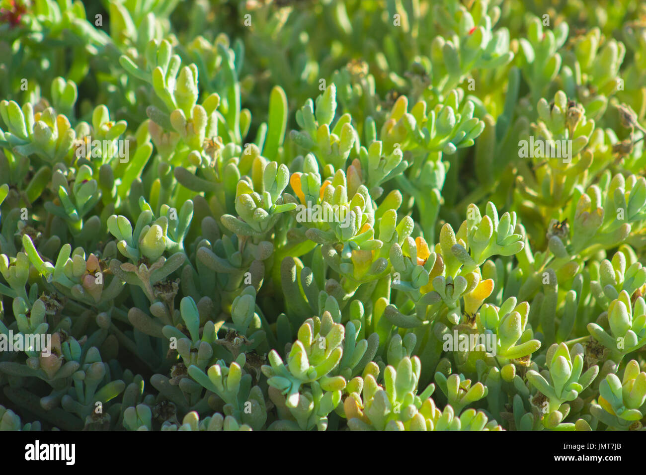 Beautiful Spring Flowers Blooming under the Sun, Different Types of ...