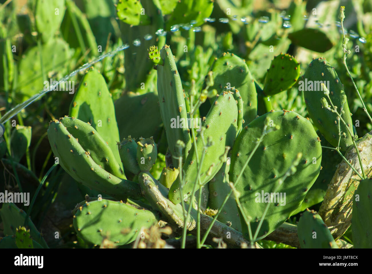 Beautiful Spring Flowers Blooming under the Sun, Different Types of ...
