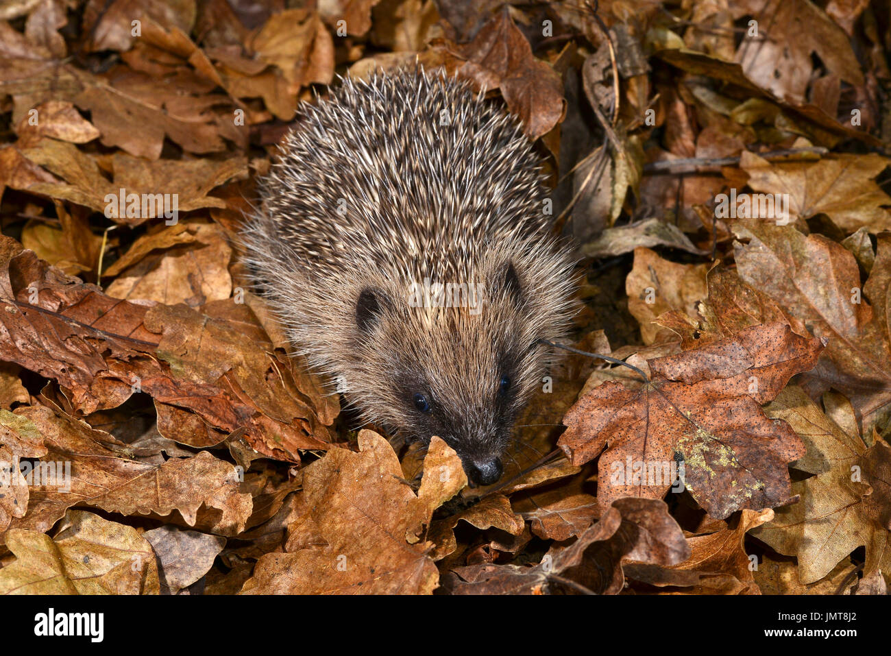 Hoglet hi-res stock photography and images - Alamy
